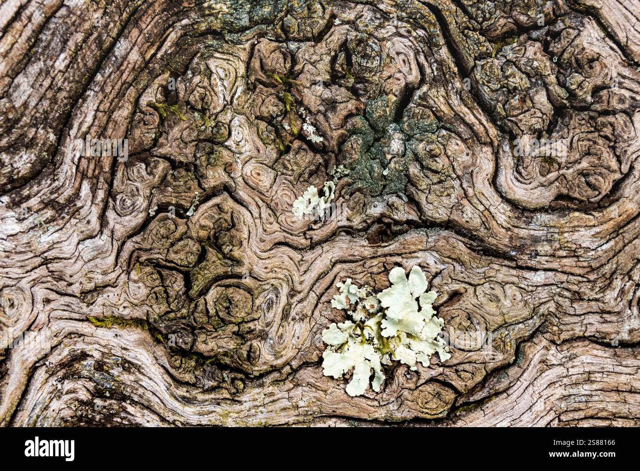 Wooden Bench Detail. Weathered Seat Back Wood Grain and Erosion ...