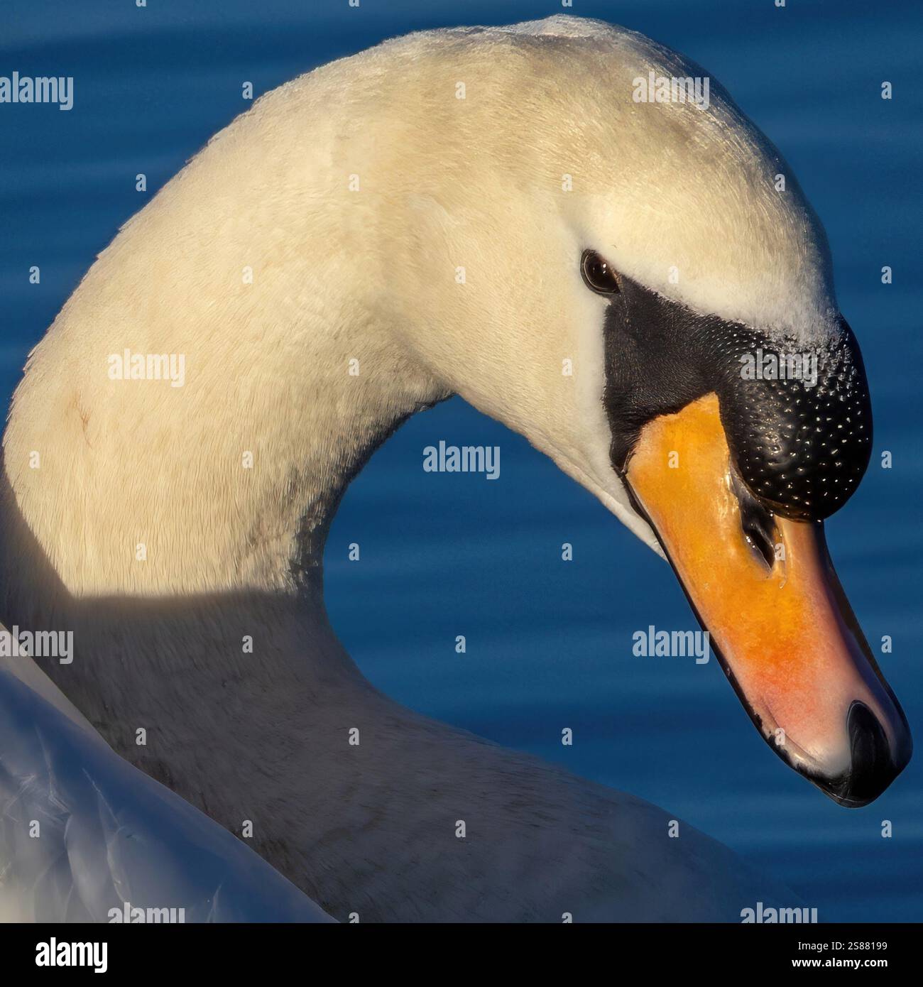 Detail swan face hi-res stock photography and images - Alamy