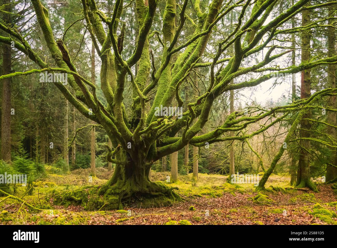 Old native tree preserved amongst the modern conifer plantations of ...