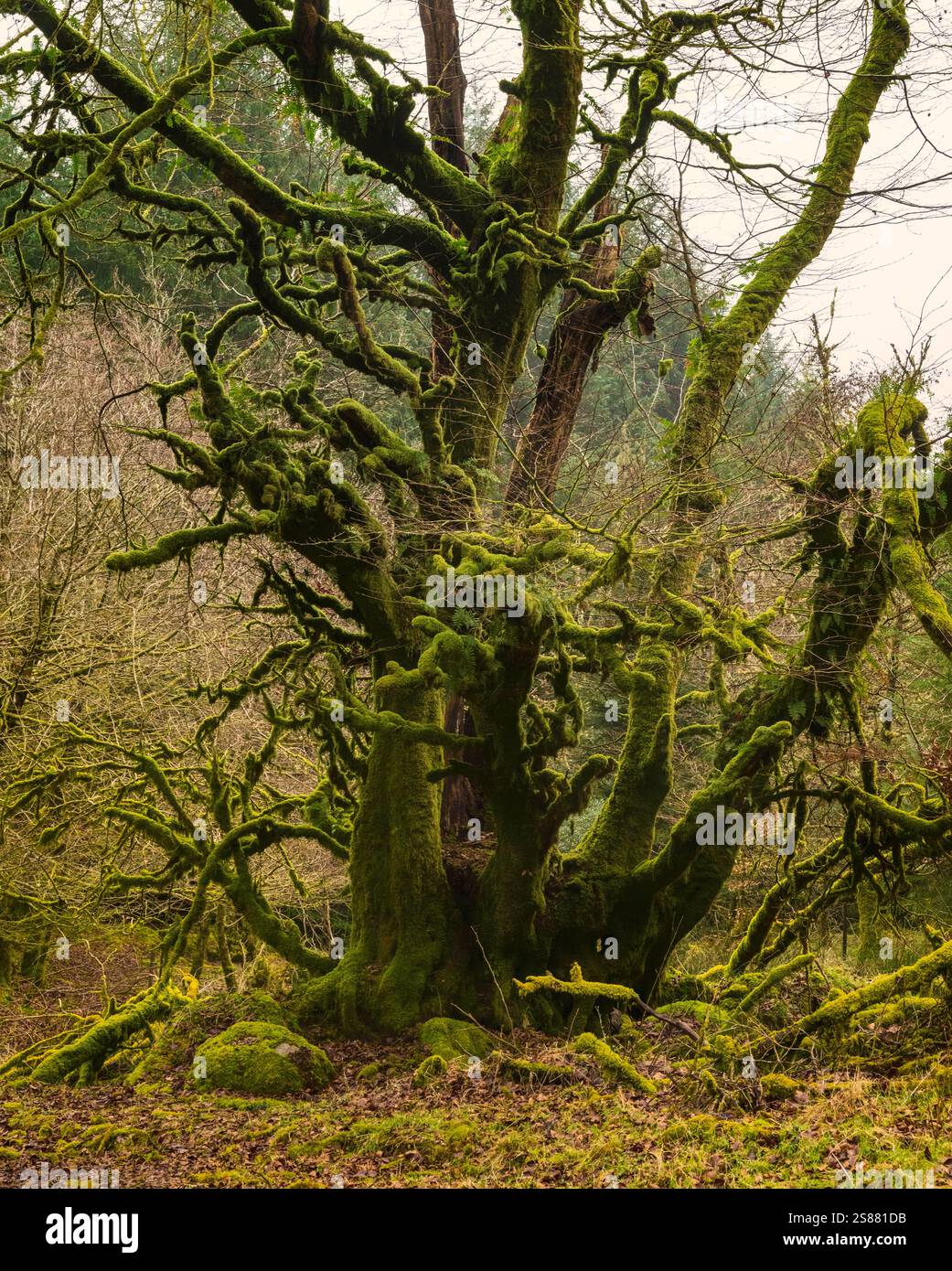 Old native tree preserved amongst the modern conifer plantations of ...