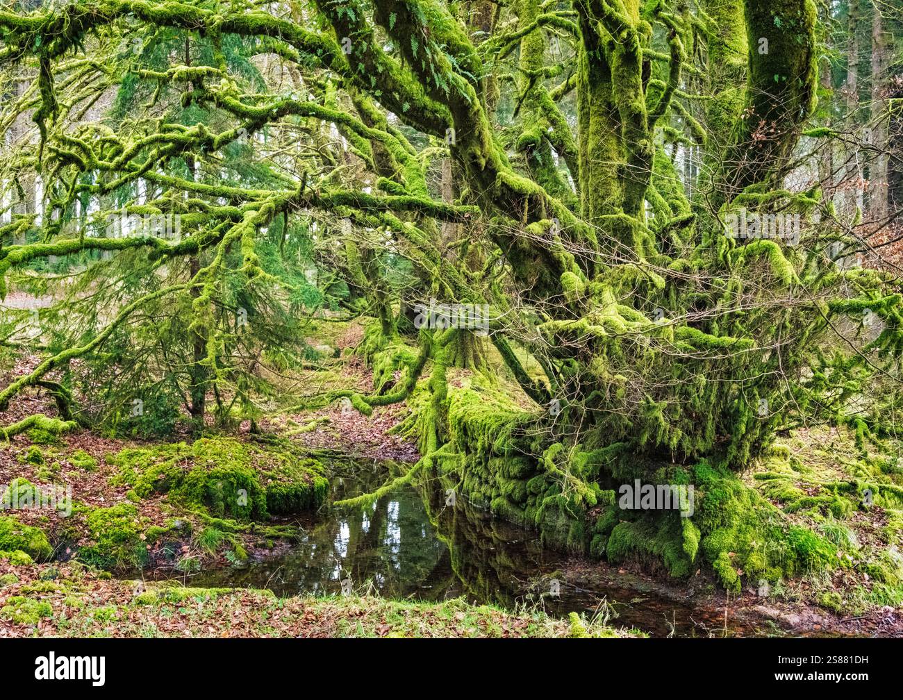 Old native tree preserved amongst the modern conifer plantations of ...