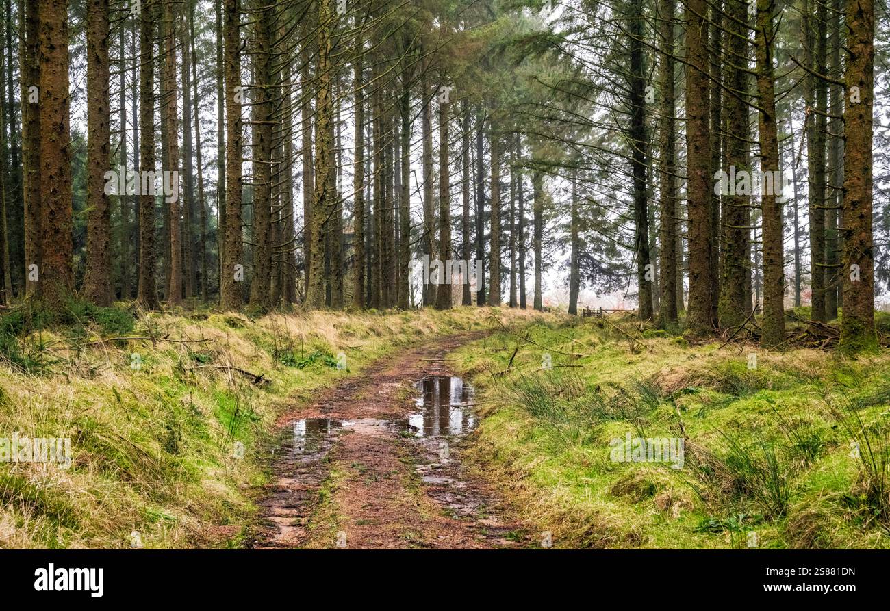 One of many paths through conifer plantations by Forestry England in ...