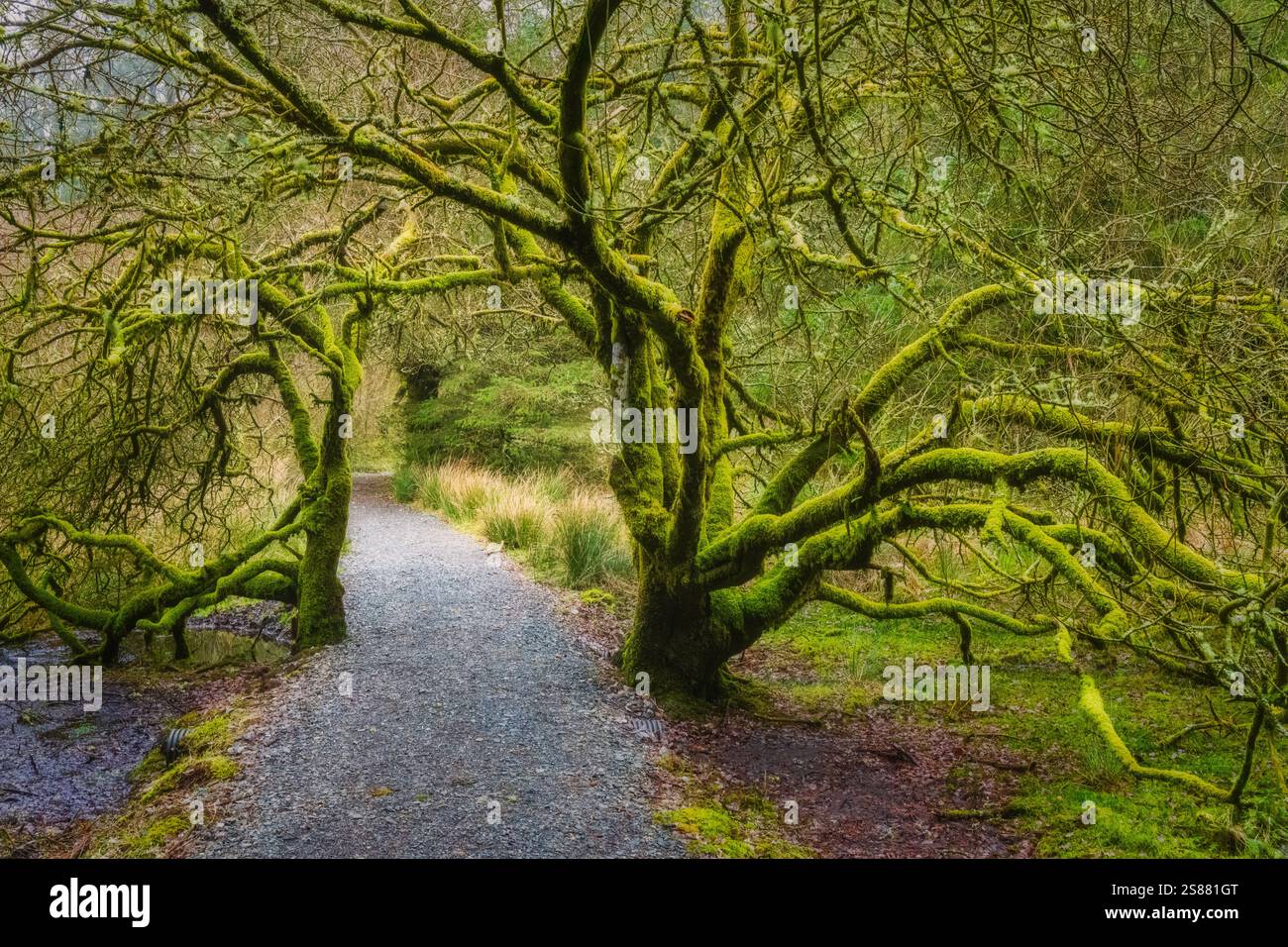 Old native tree preserved amongst the modern conifer plantations of ...