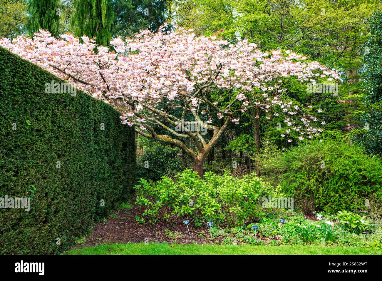 April cherry blossoms in the formal gardens the Royal Horticultural ...