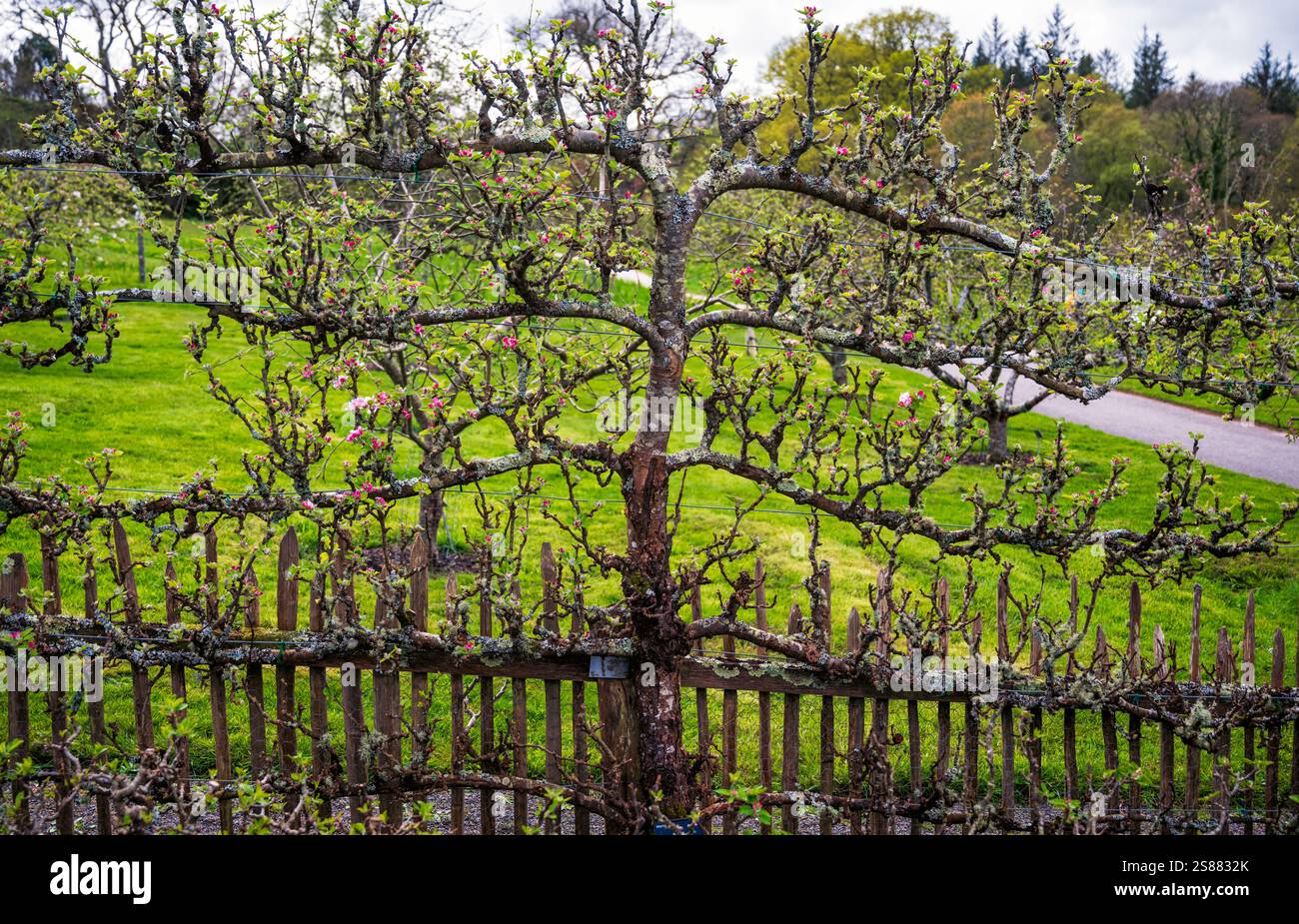 Espalier tree in the fruit and vegetable gardens of the Royal ...
