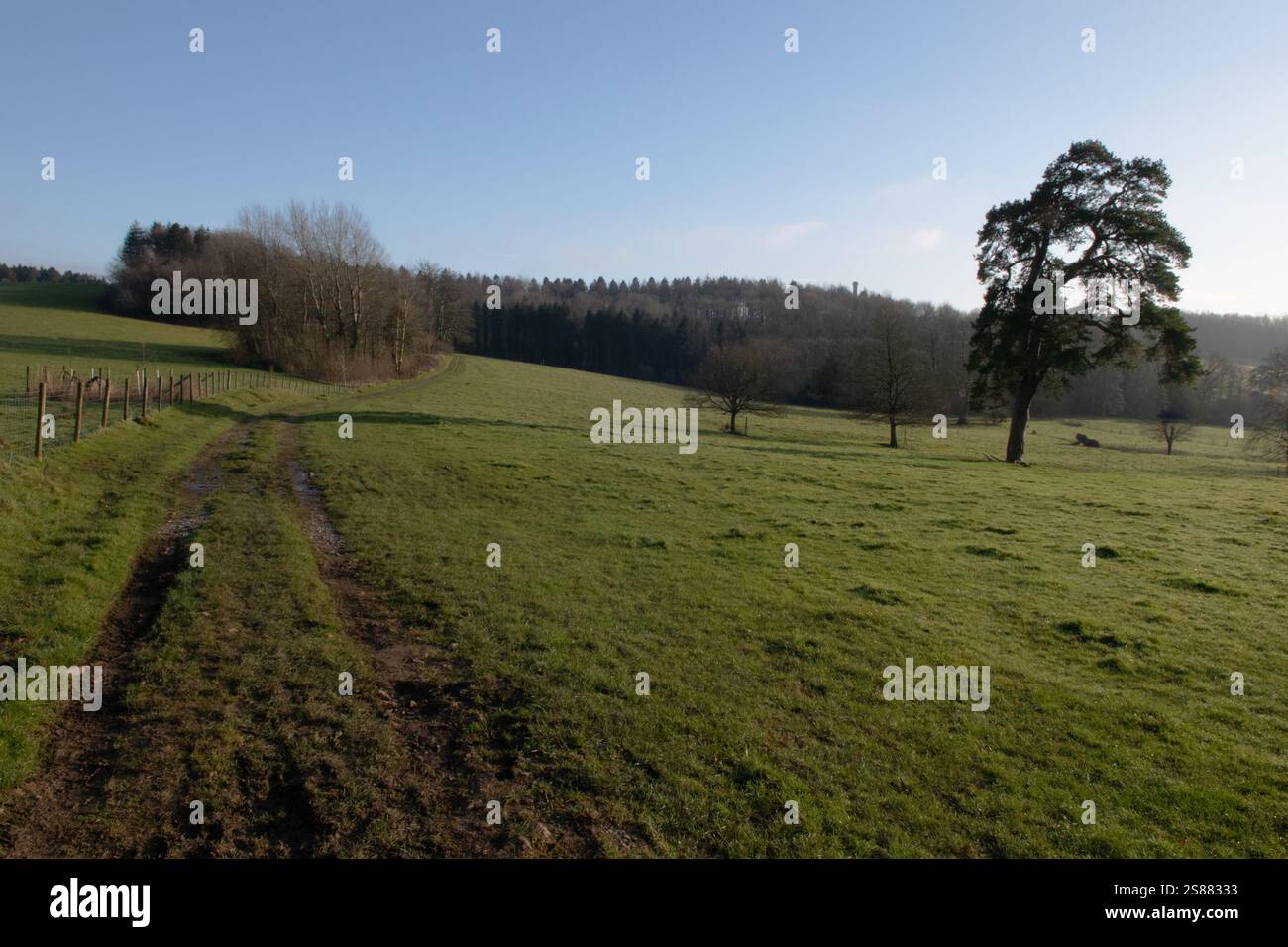 Scots Pine, Ammerdown Estate, Kilmersdon, Somerset, England Stock Photo ...