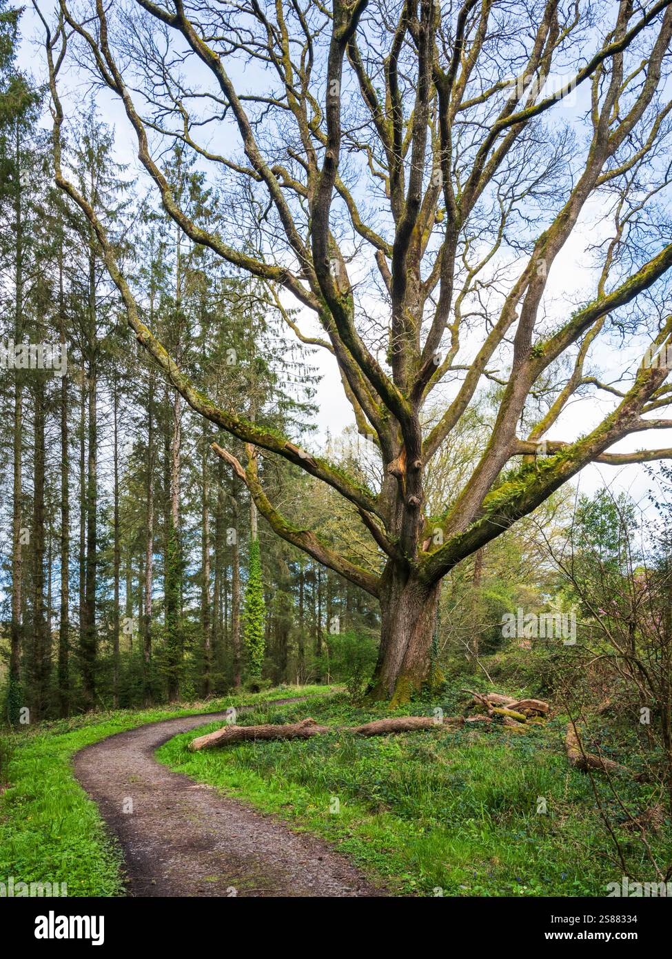 Oak tree at the lower woodland gardens of the Royal Horticultural ...