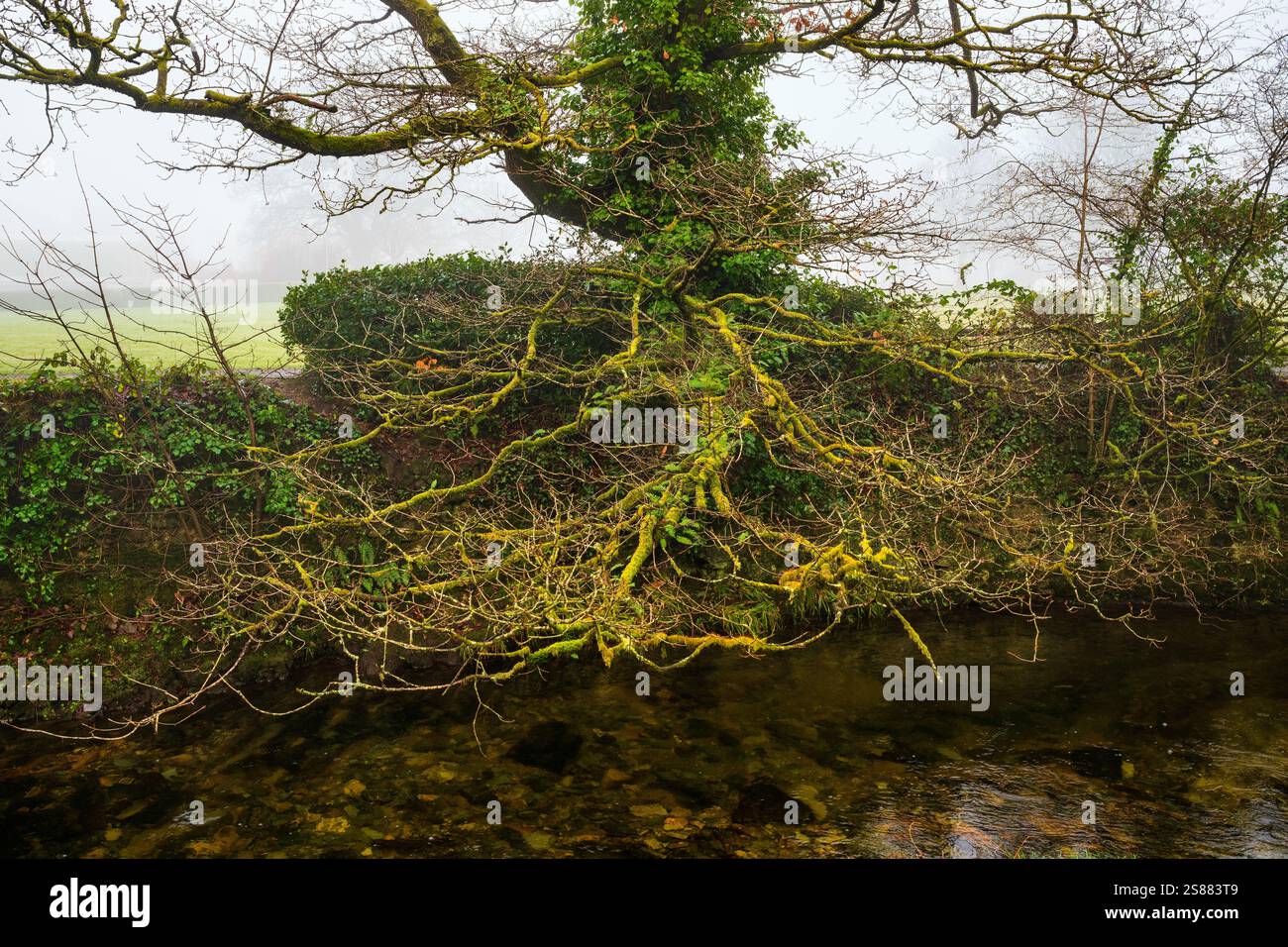 A tree on the bank of the East Okement River in Simmons Park ...