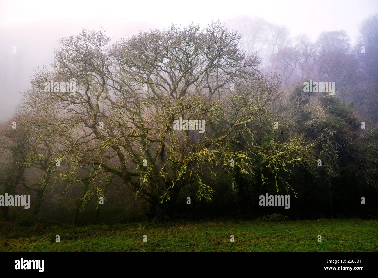 An oak tree with moss and lichens on a misty day at Fatherford ...