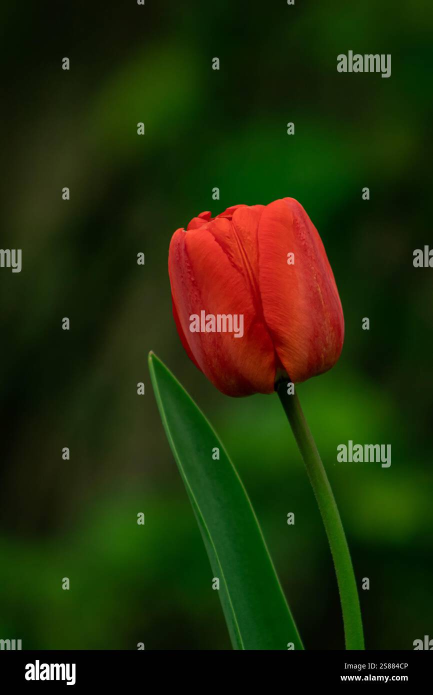 Delicate floral designs in bright colors hi-res stock photography and ...