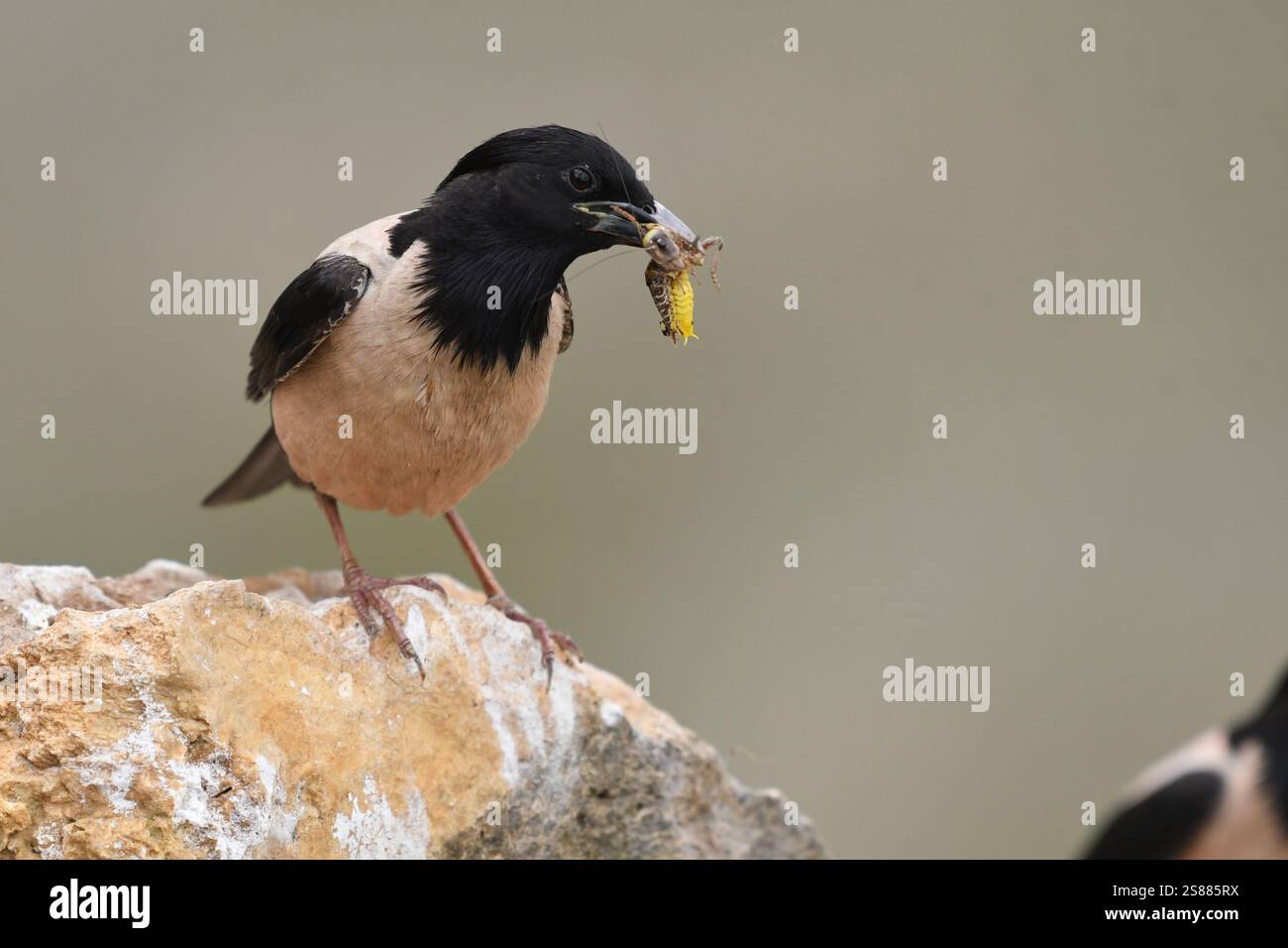 Rosy starling - Pastor roseus Stock Photo - Alamy