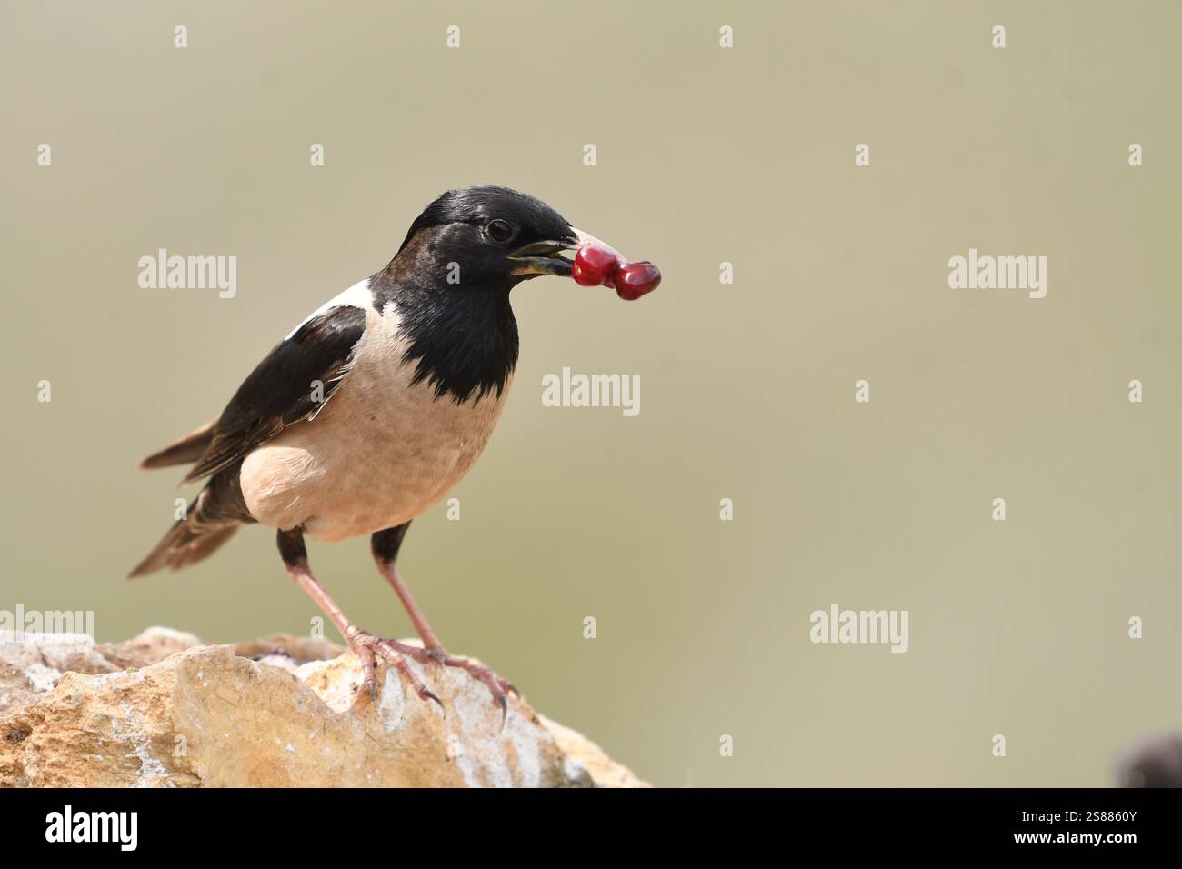 Rosy starling - Pastor roseus Stock Photo - Alamy