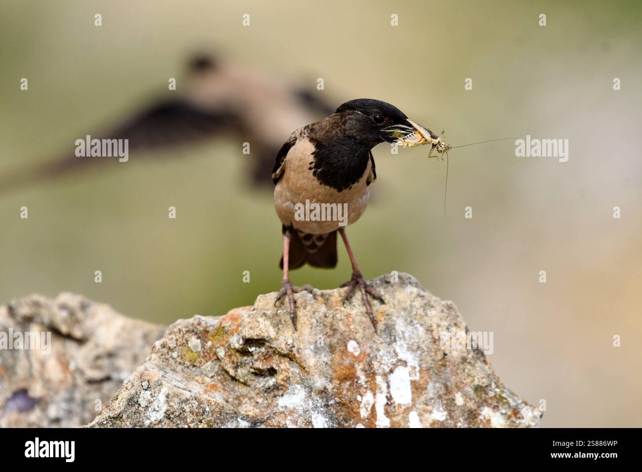 Rosy starling - Pastor roseus Stock Photo - Alamy
