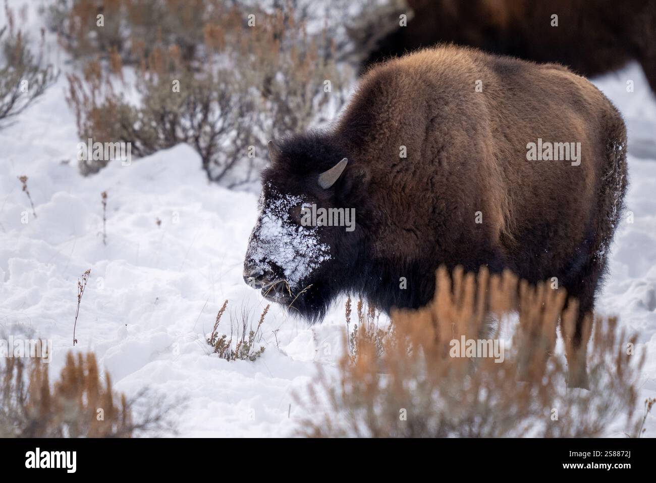Bison with his face covered in snow from rooting for food in ...