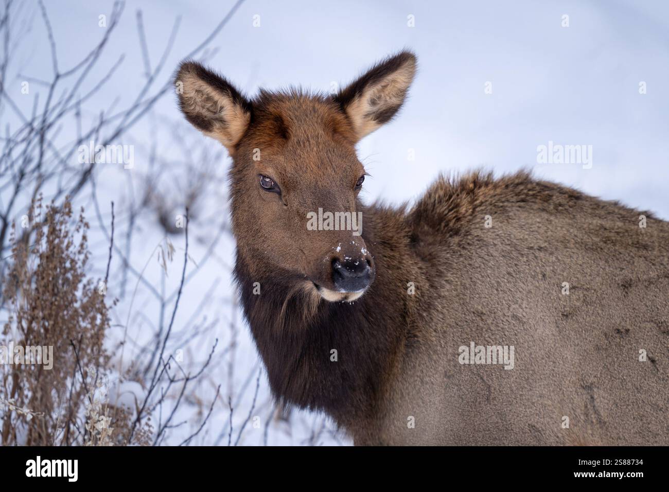 Cow elk in the snow up close while eating sage brush Stock Photo - Alamy