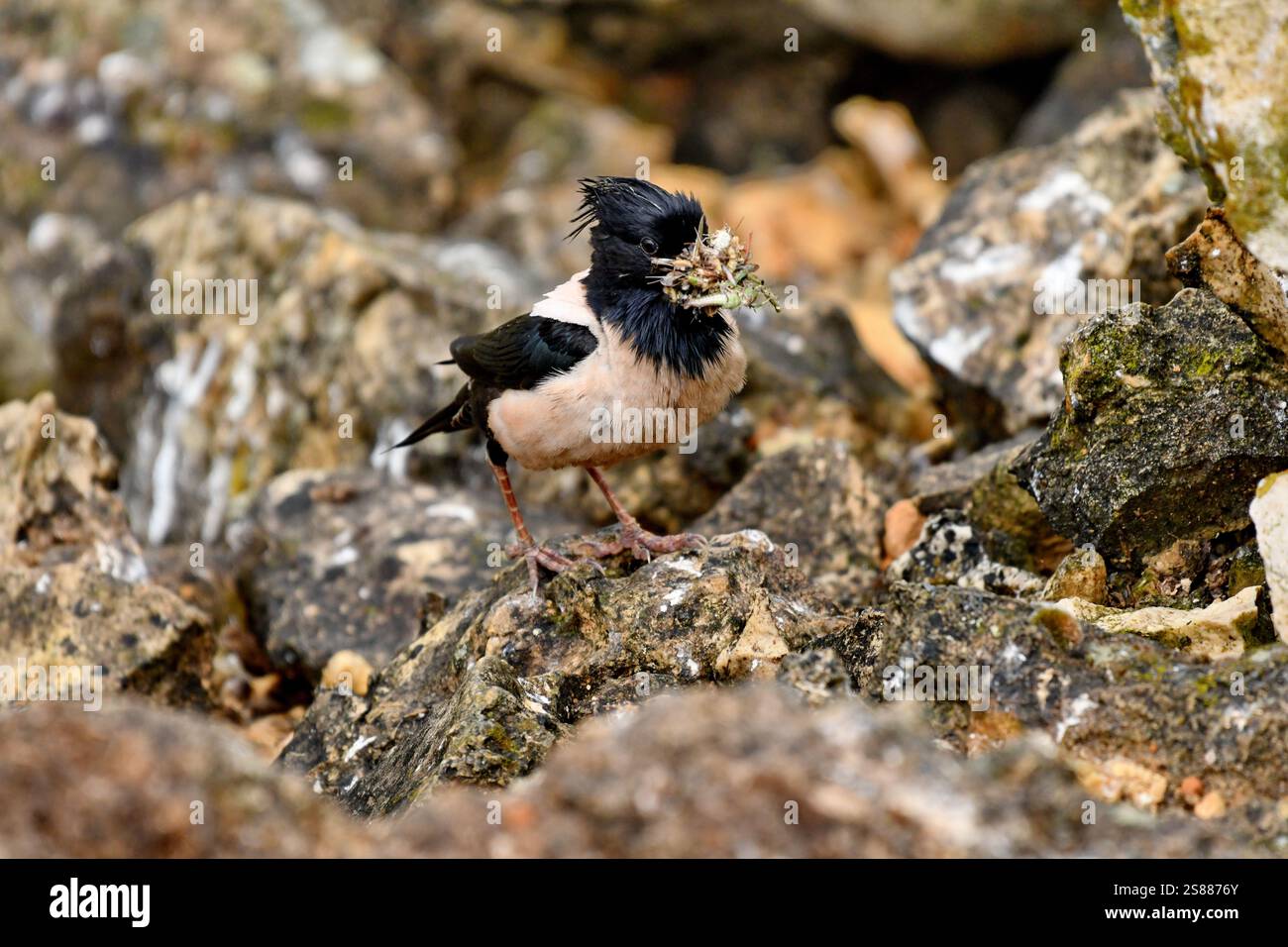 Rosy starling - Pastor roseus Stock Photo - Alamy