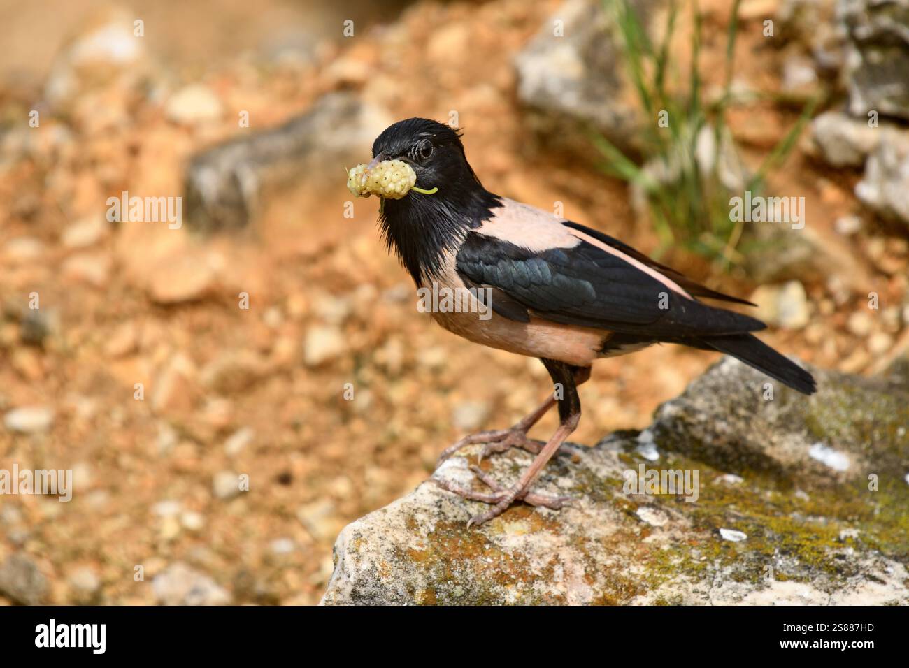 Rosy starling - Pastor roseus Stock Photo - Alamy