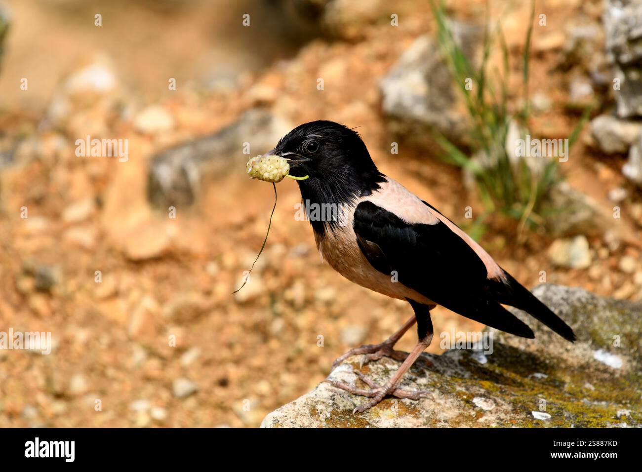 Rosy starling - Pastor roseus Stock Photo - Alamy
