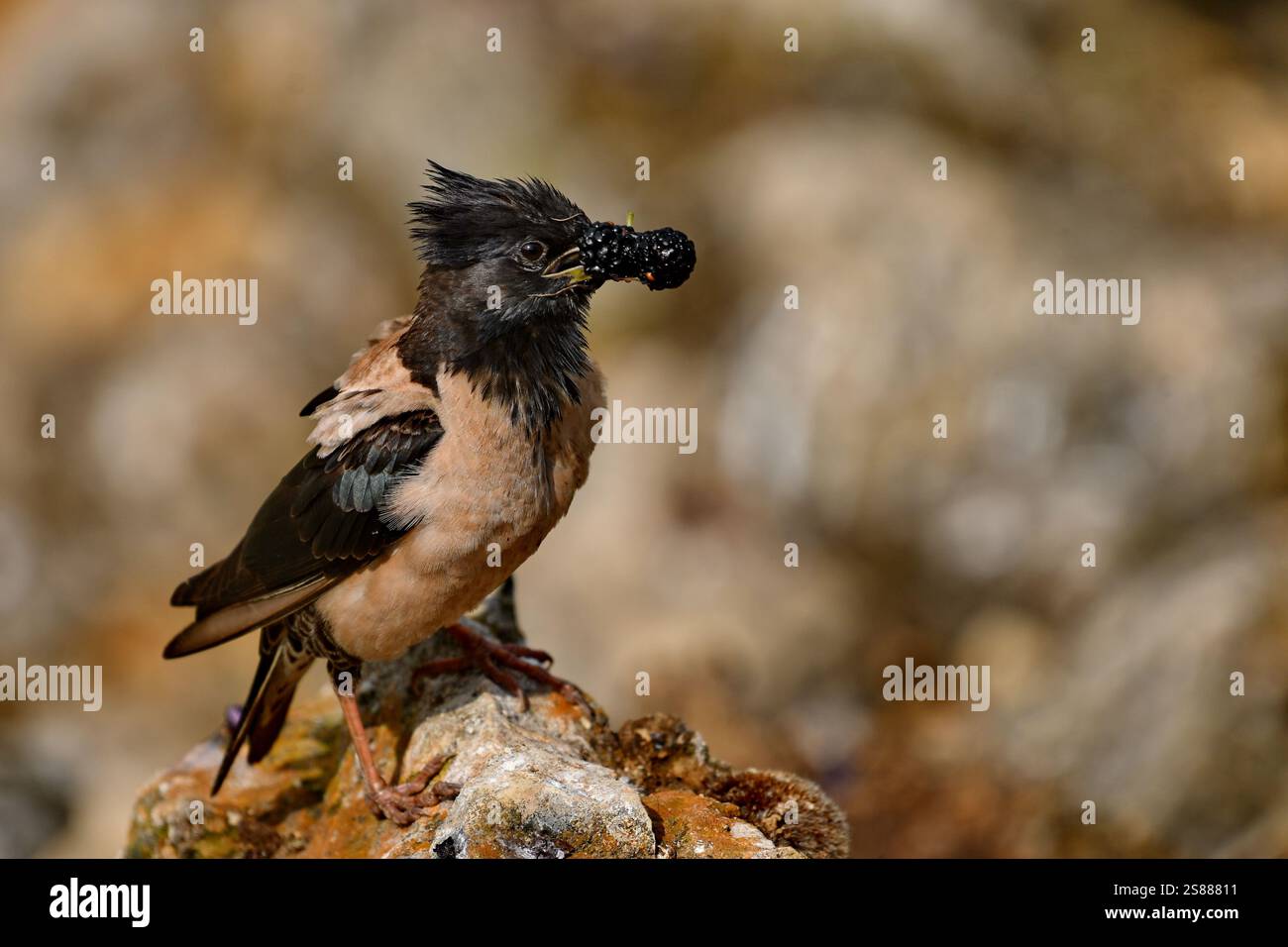 Rosy starling - Pastor roseus Stock Photo - Alamy