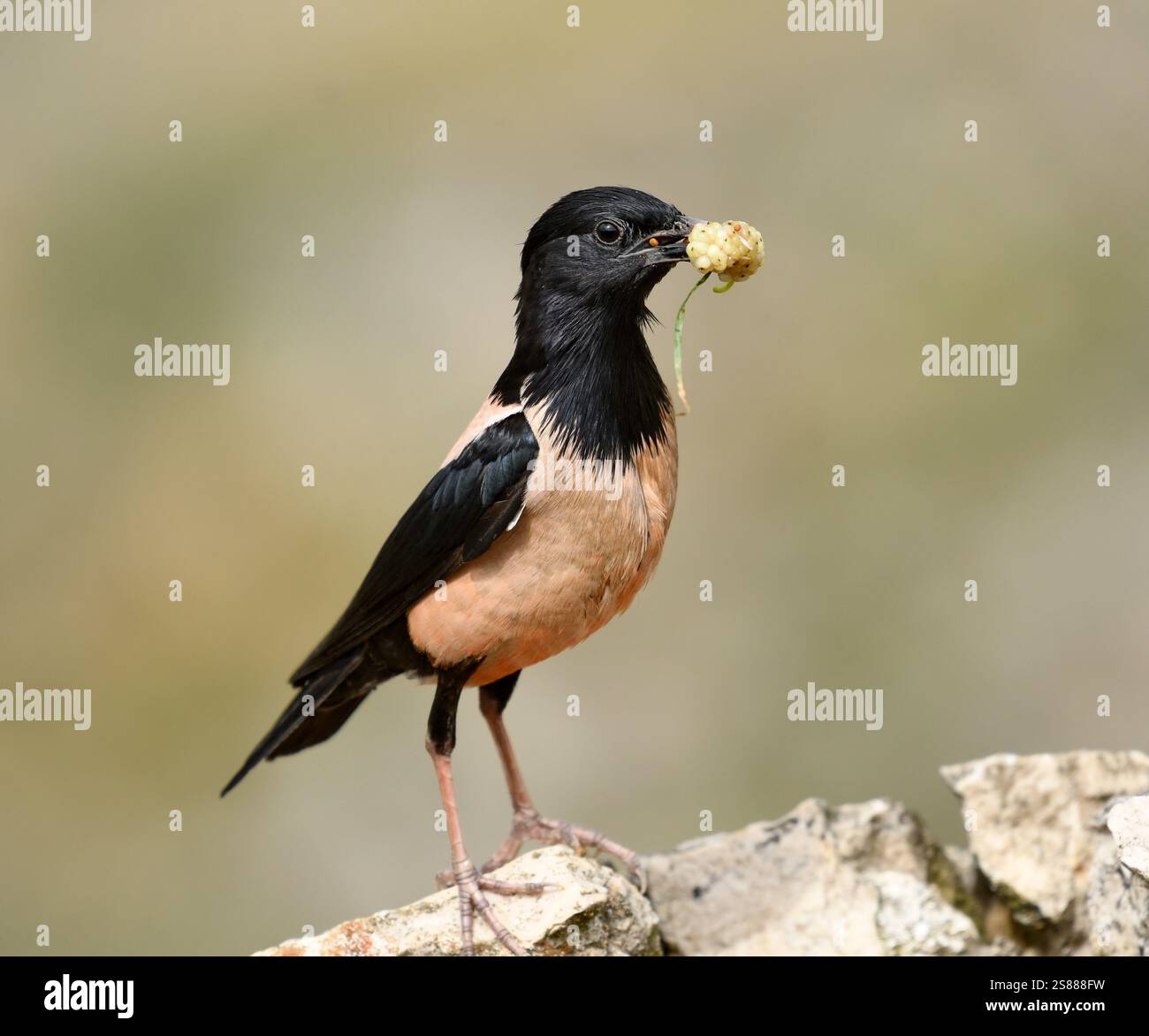 Rosy starling - Pastor roseus Stock Photo - Alamy