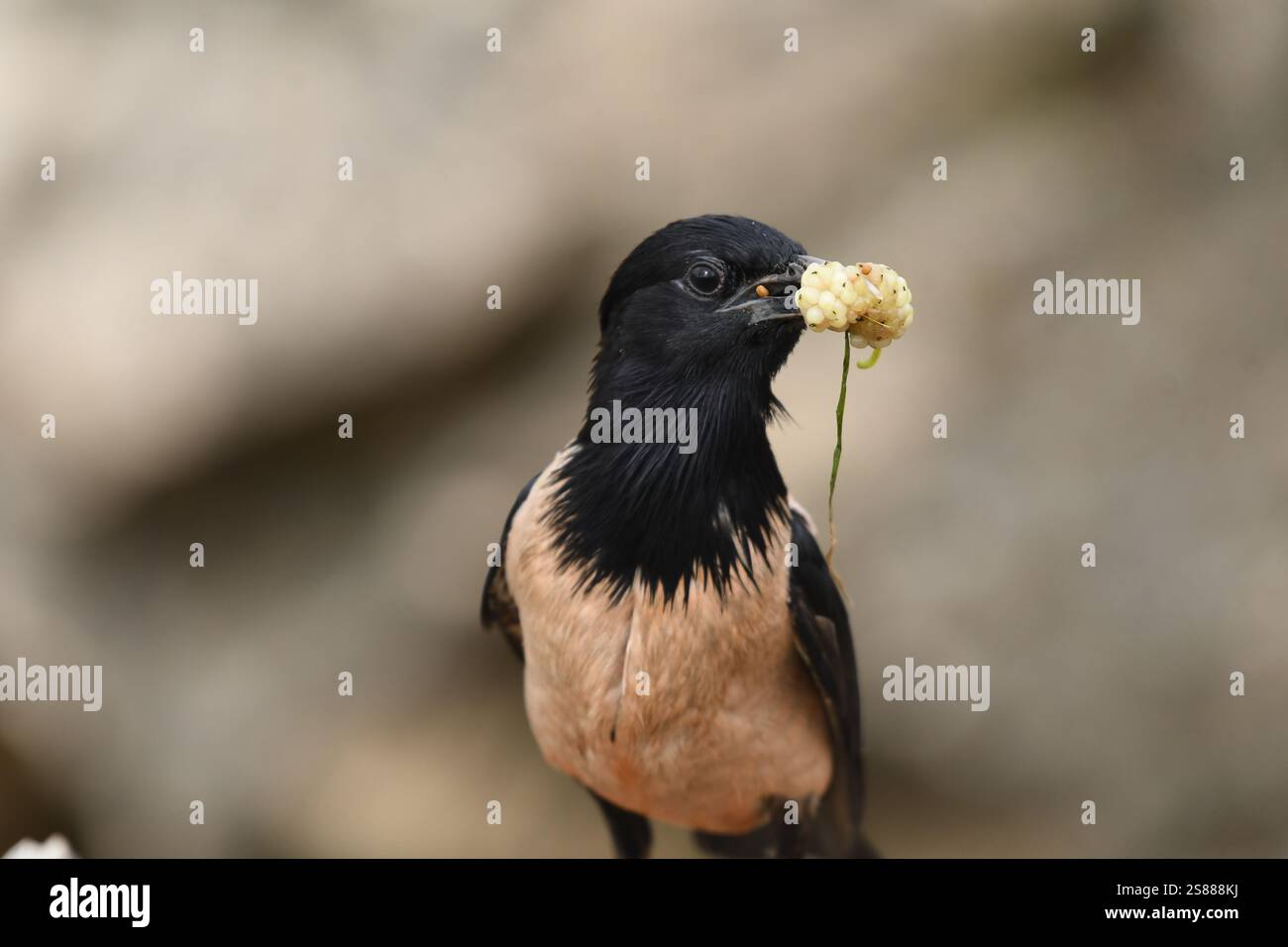 Rosy starling - Pastor roseus Stock Photo - Alamy