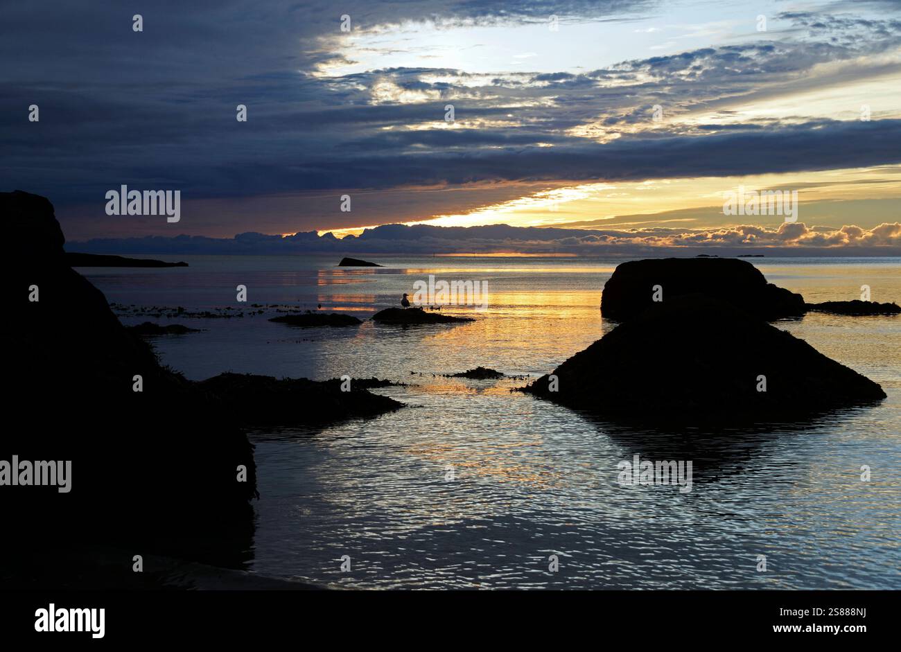 Ein Vogel sitzt auf einem Felsen im Abendlicht mit Wolkenhimmel. Am ...