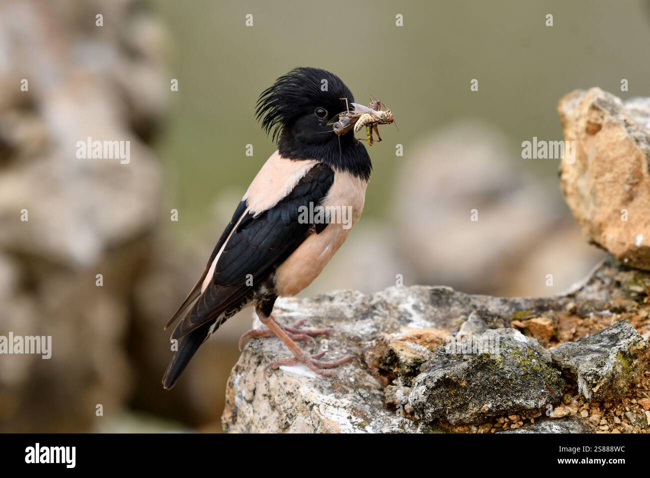 Rosy starling - Pastor roseus Stock Photo - Alamy