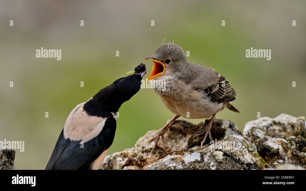 Rosy starling - Pastor roseus Stock Photo - Alamy