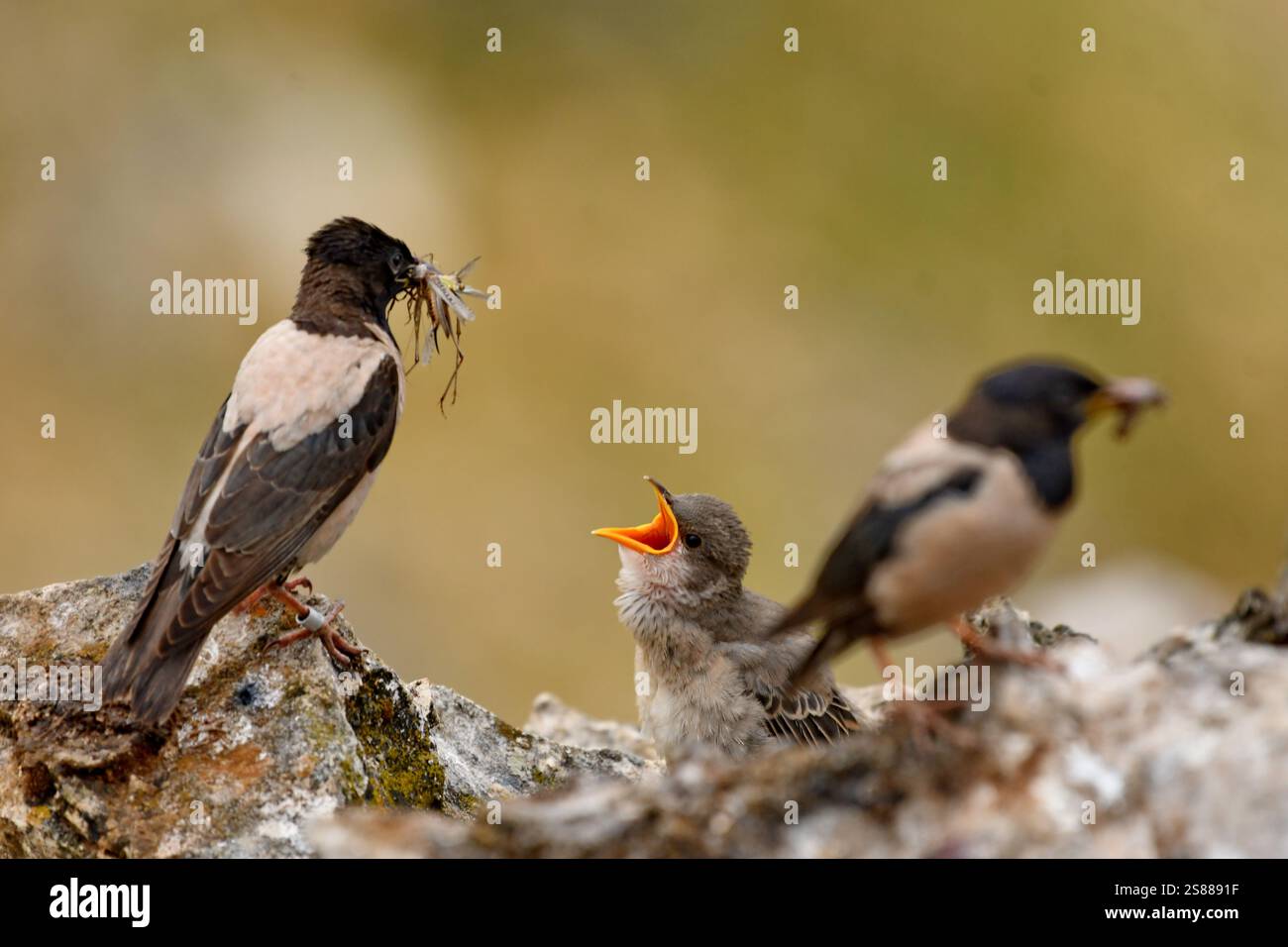 Rosy starling - Pastor roseus Stock Photo - Alamy