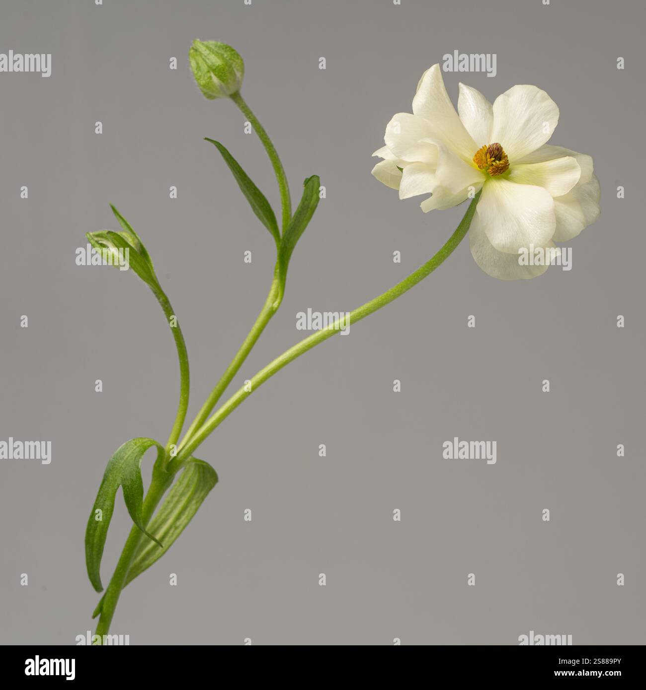 Still-life of a cream coloured Eustoma flower seen against a grey ...