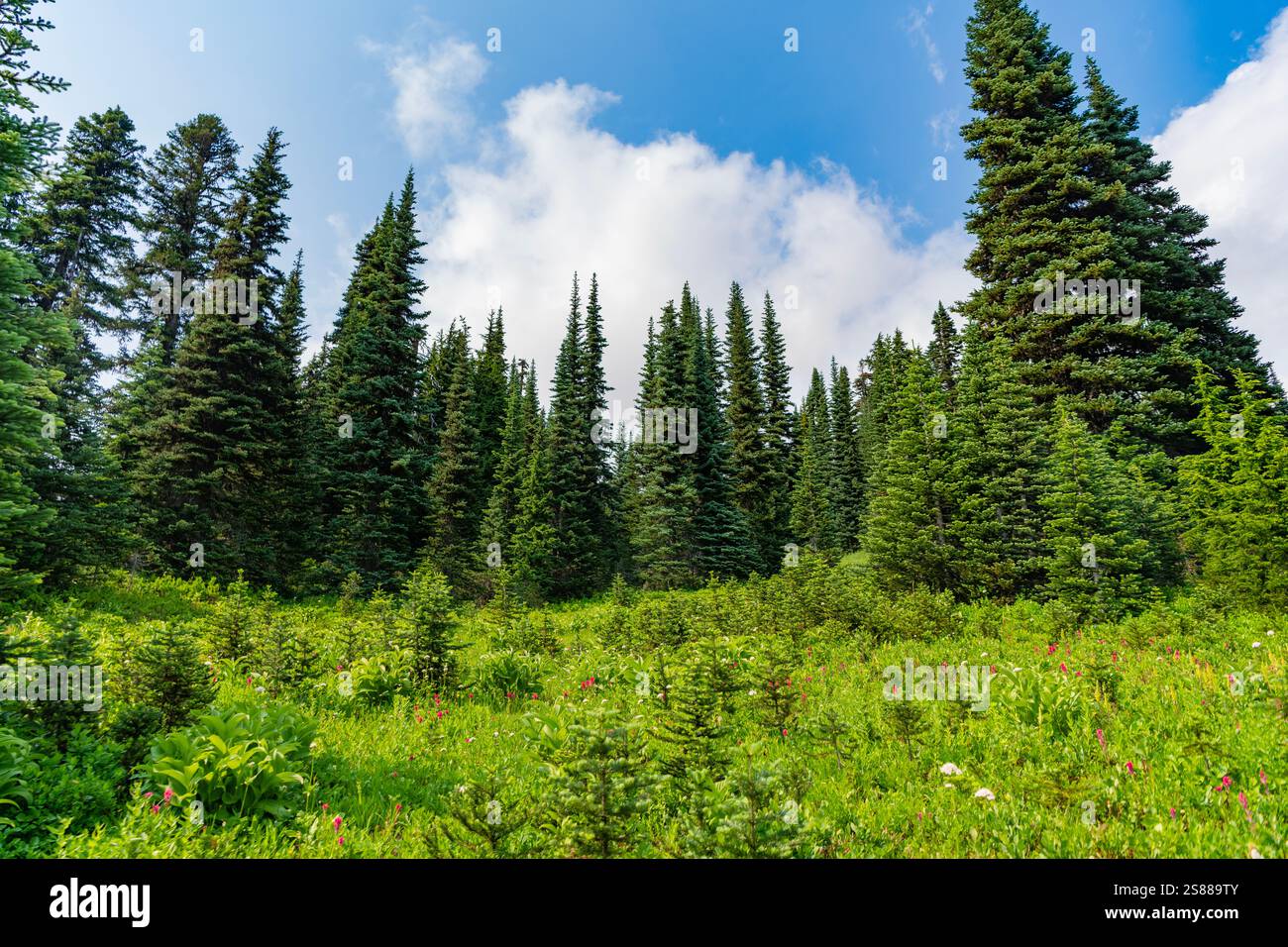 Nature of mixed forest. Landscape of meadow at park. Summer park zone ...