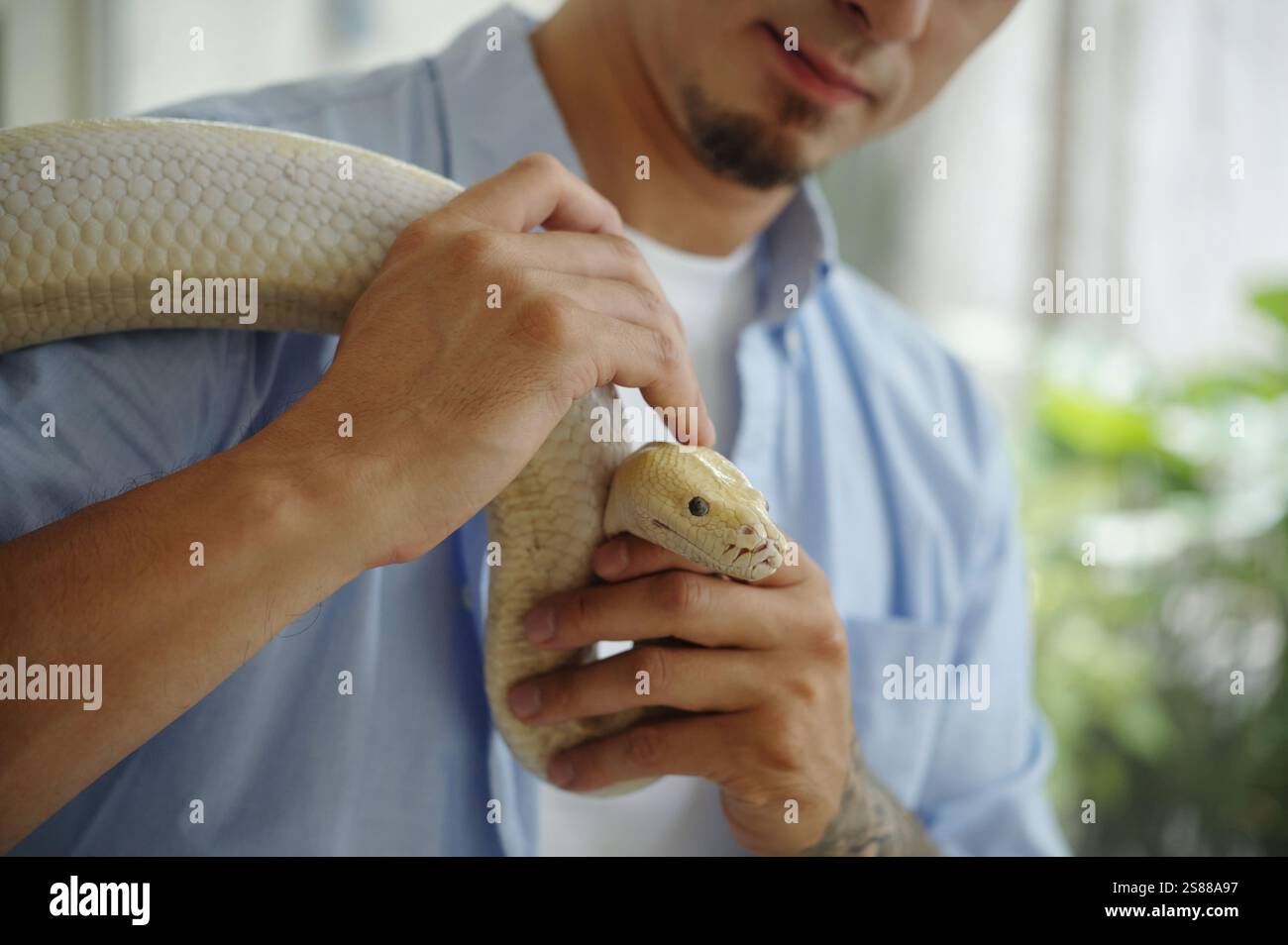 Man holding and displaying large albino snake in hands while standing ...