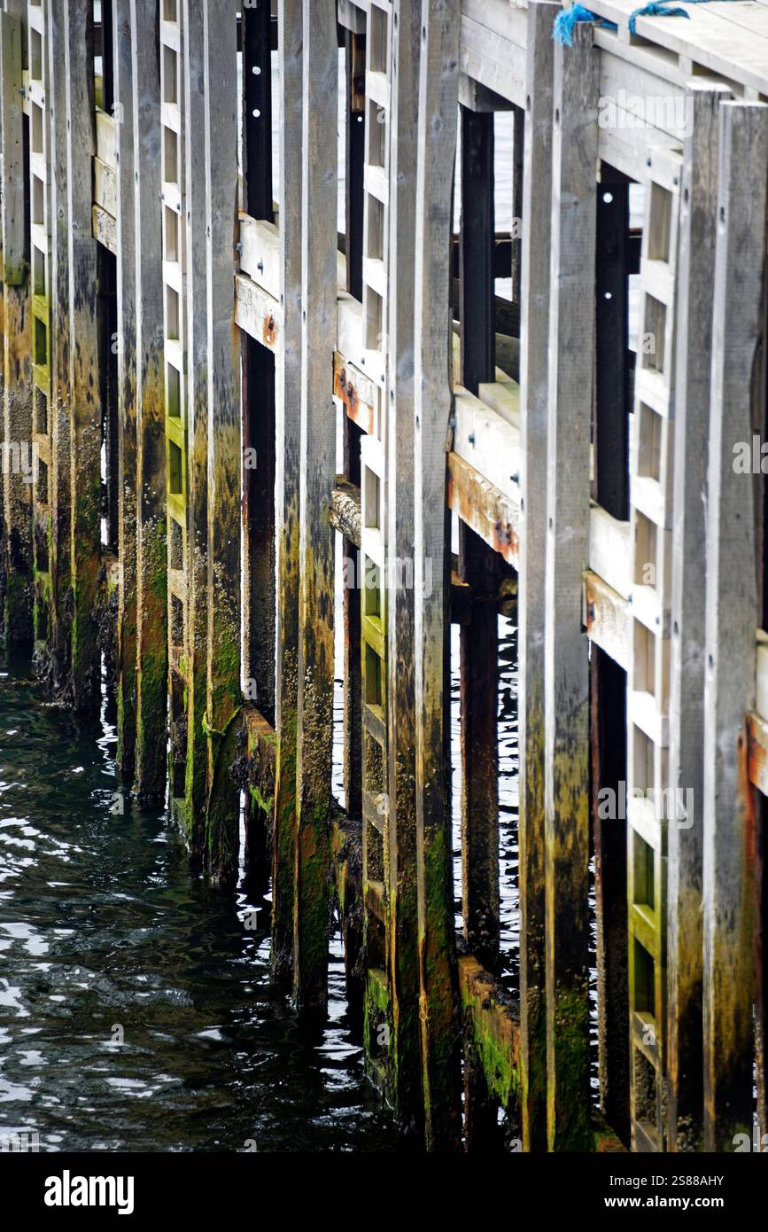 An den grünen Verfärbungen auf dem Holz des Kais kann man gut den ...