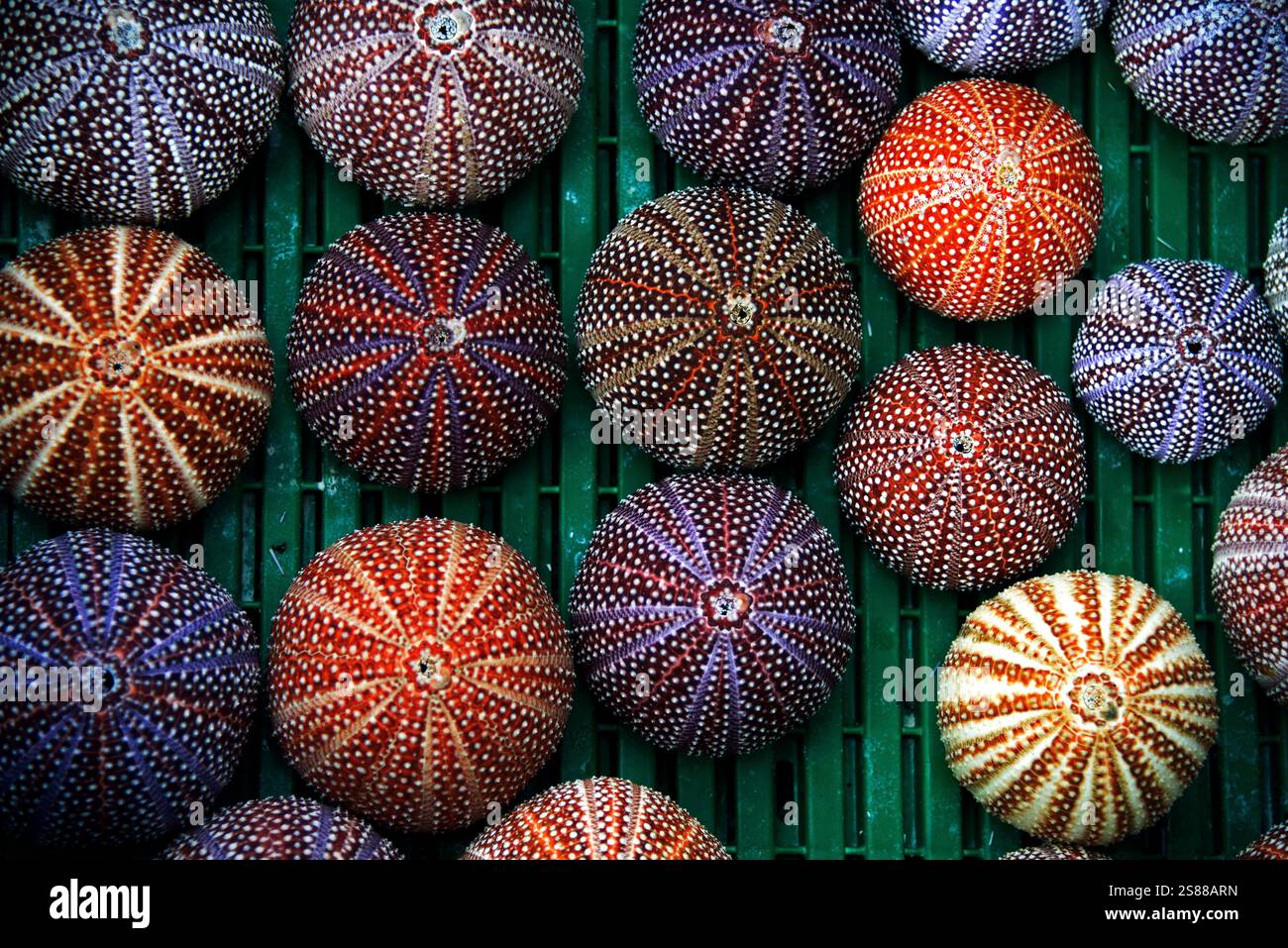 Seeigel Gehäuse zum Verkauf.Der Fischerort Henningsvaer auf Austvagoya ...