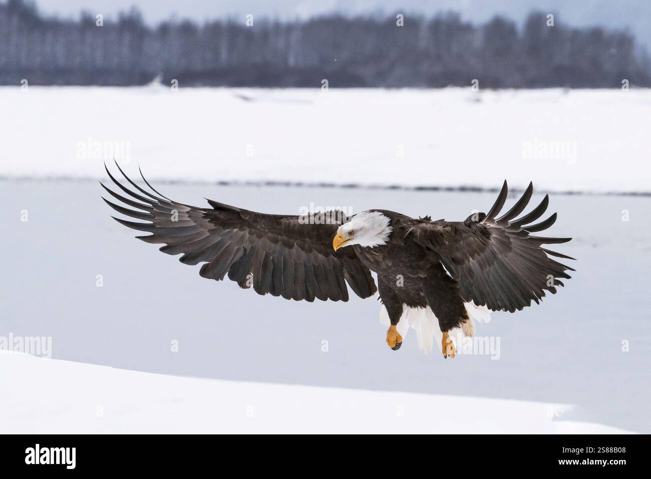 North America; United States; Alaska; Chilkat River; Haines; Wildlife ...