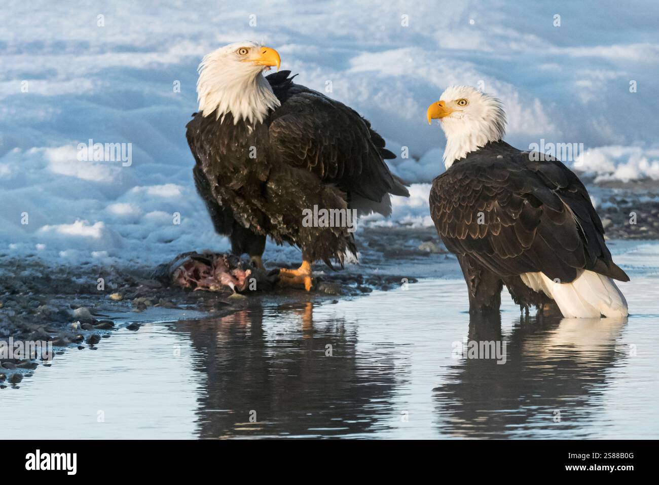 North America; United States; Alaska; Chilkat River; Haines; Wildlife ...