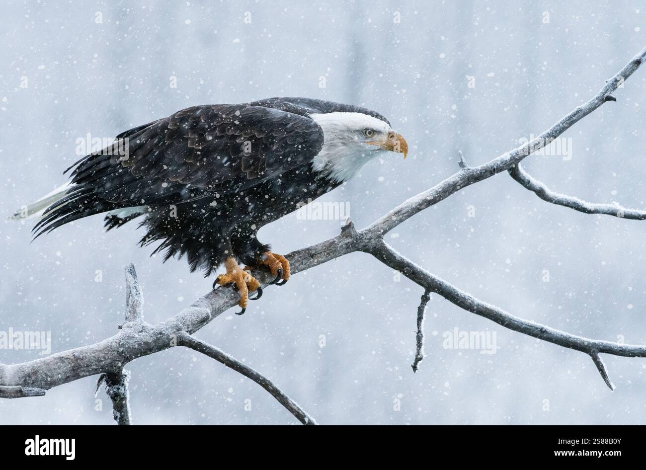 North America; United States; Alaska; Chilkat River; Haines; Wildlife ...