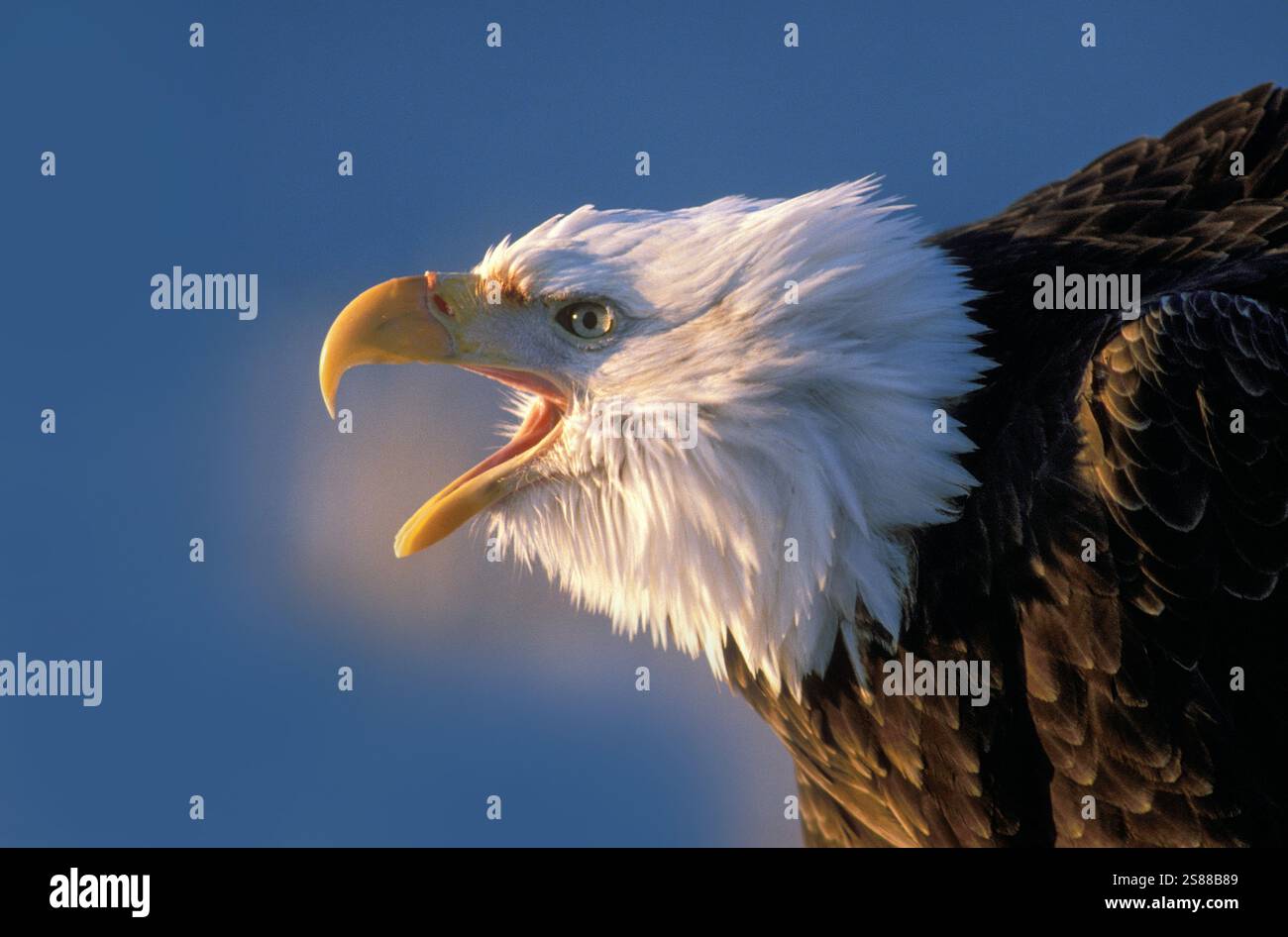 North America; United States; Alaska; Kenai Peninsula; Winter; Wildlife ...