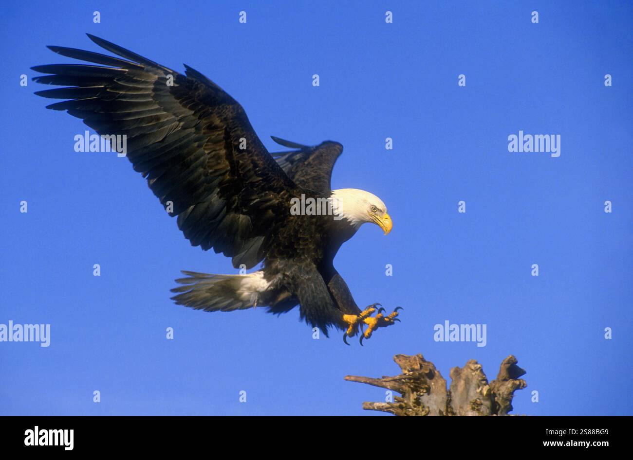 North America; United States; Alaska; Kenai Peninsula; Winter; Wildlife ...