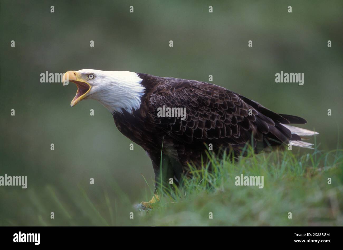 Mature Bald Eagle calling Stock Photo - Alamy