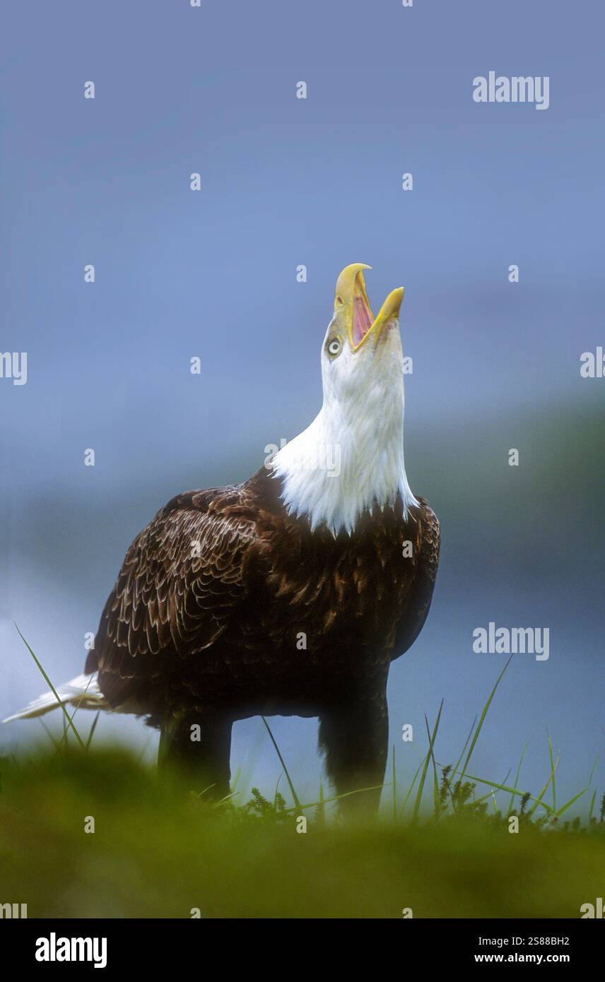 Bald Eagle, Summer, Alaska Stock Photo - Alamy