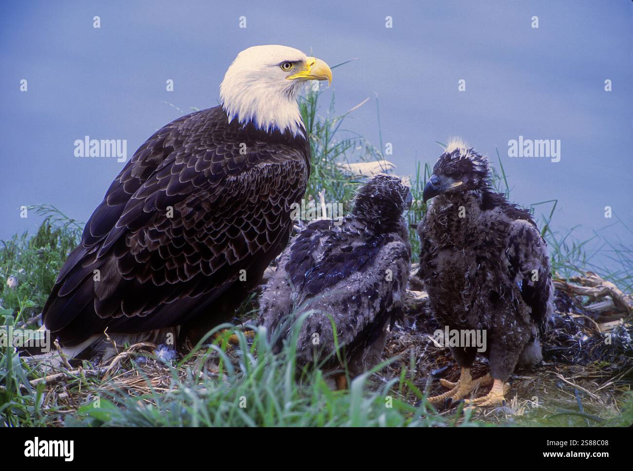 North America; United States; Alaska; Alaska Peninsula; Summer ...