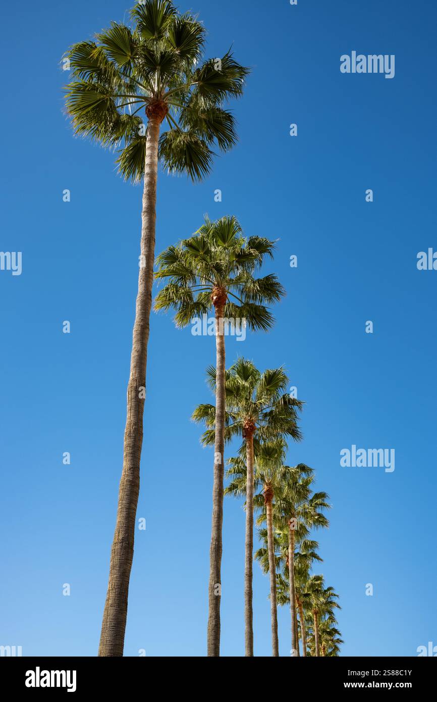 Row of palm trees in Marbella, spain, beach front. The sky is blue ...