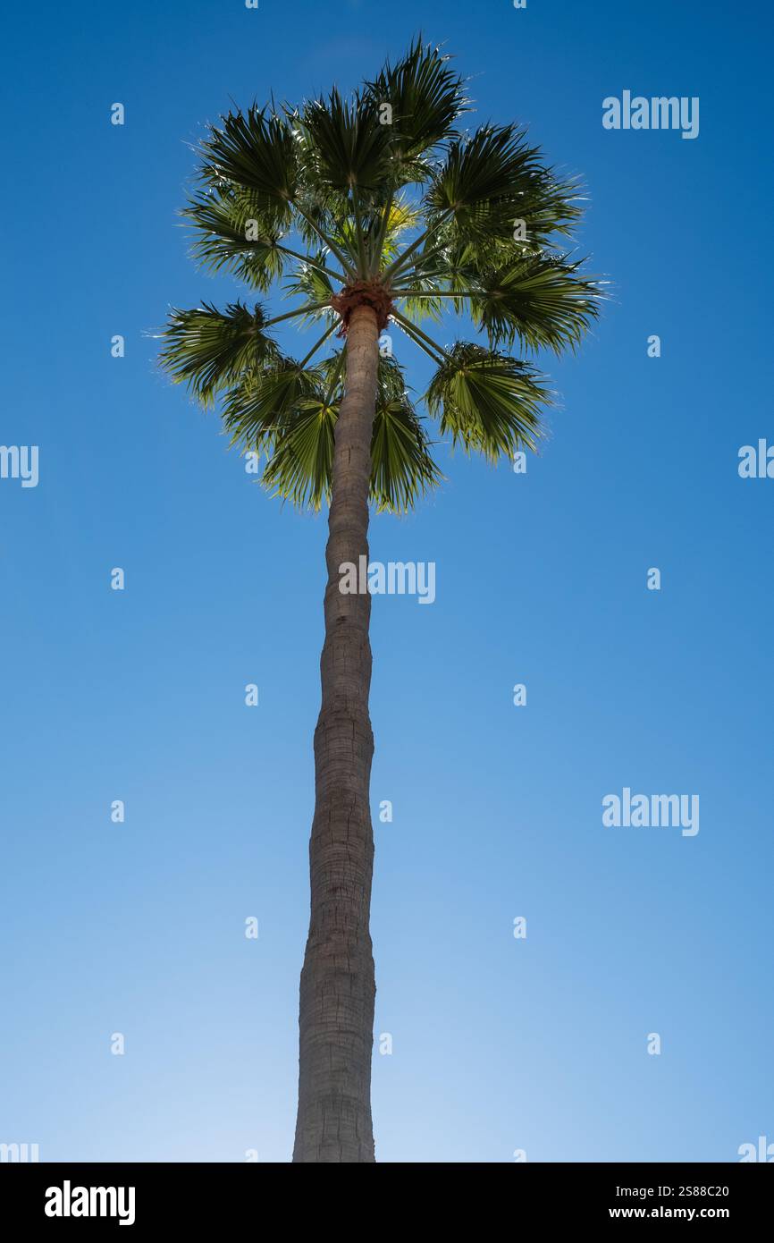 Palm tree in sunshine, blue sky, Marbella, Spain. Summer mood in ...