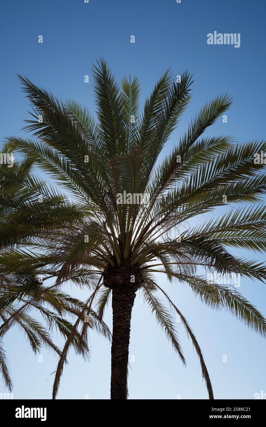 Palm tree in sunshine, blue sky, Marbella, Spain. Summer mood in ...