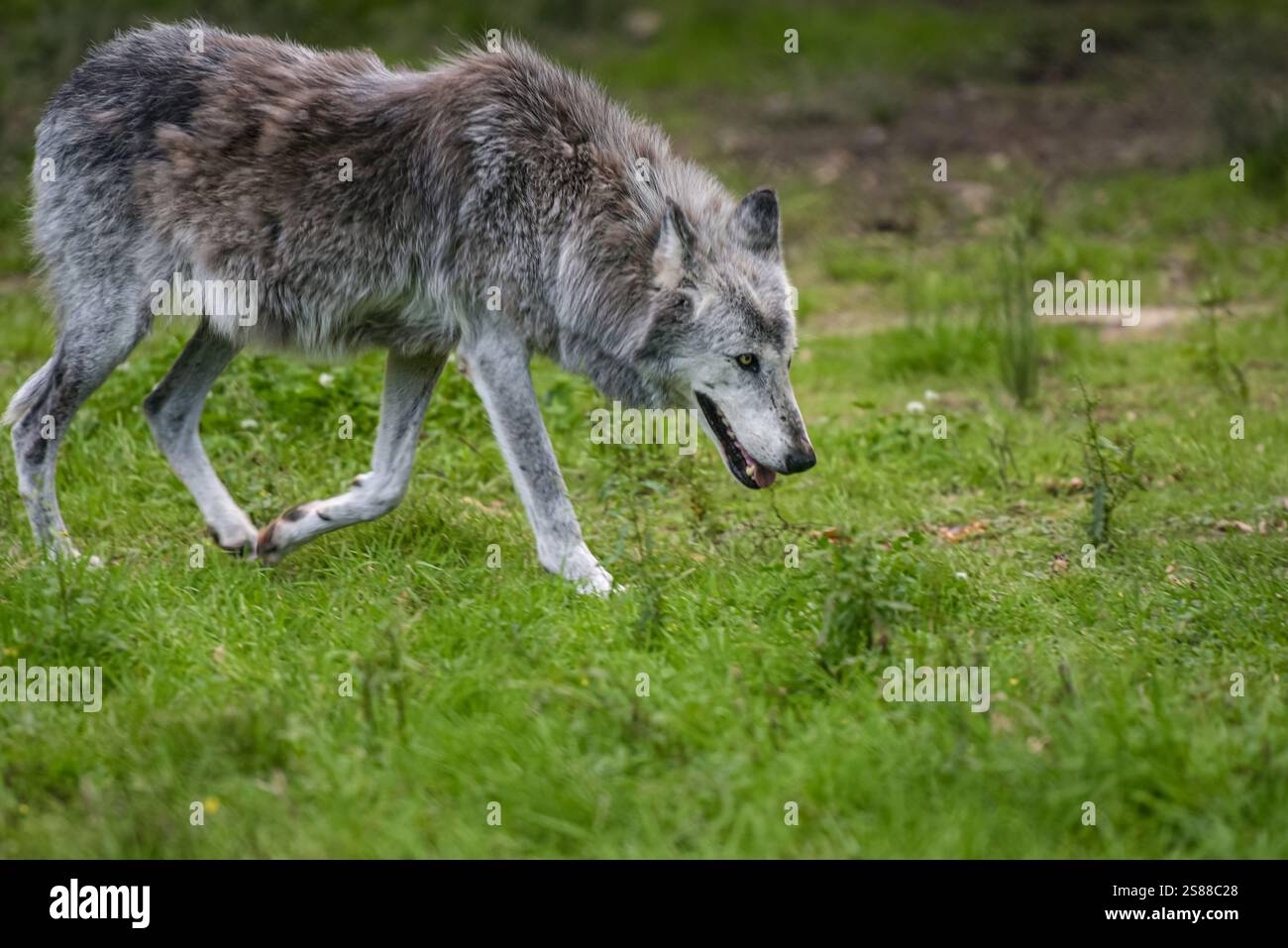 Photography of european wolf in a park in France Stock Photo - Alamy