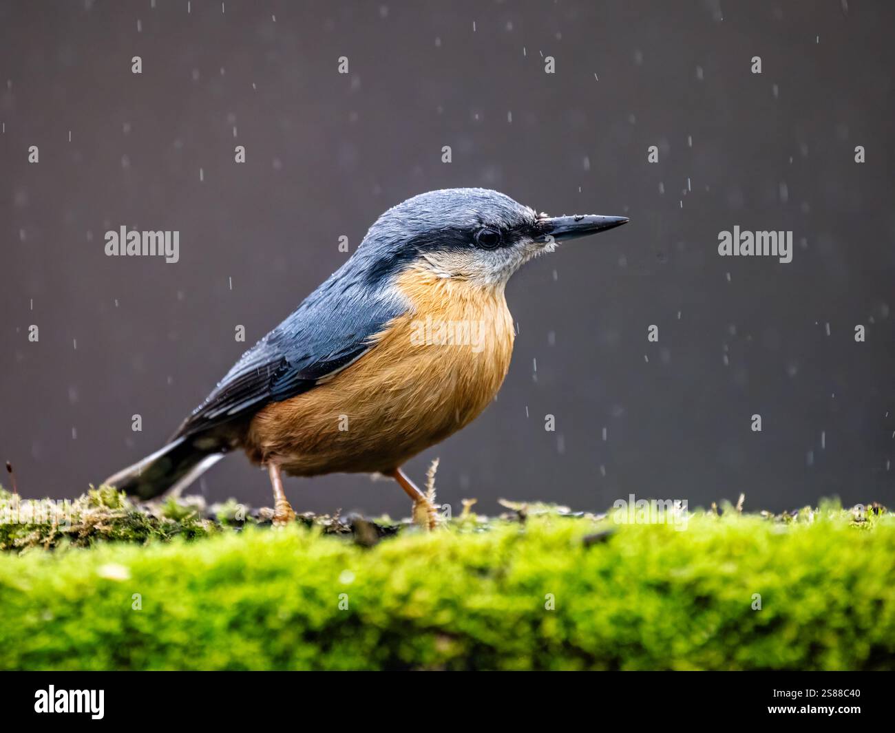 European nuthatch in winter in mid Wales Stock Photo - Alamy