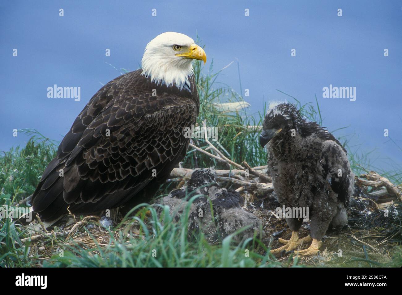 North America; United States; Alaska; Alaska Peninsula; Summer ...