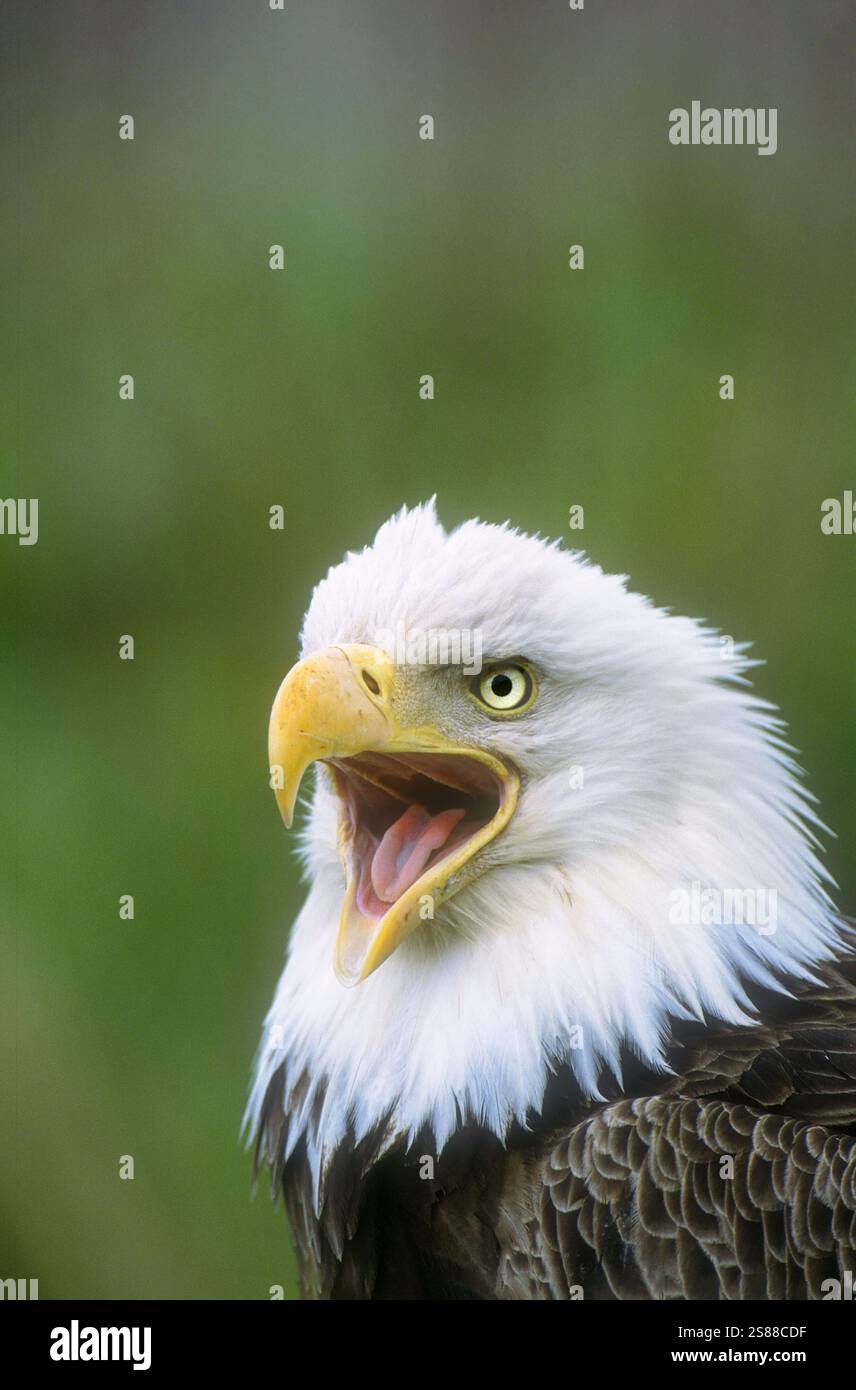 North America; United States; Alaska; Alaska Peninsula; Summer ...