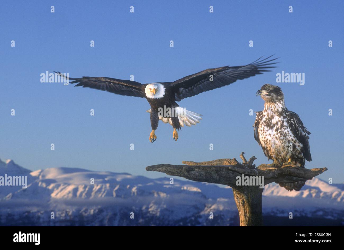 North America; United States; Alaska; Kenai Peninsula; Winter; Wildlife ...